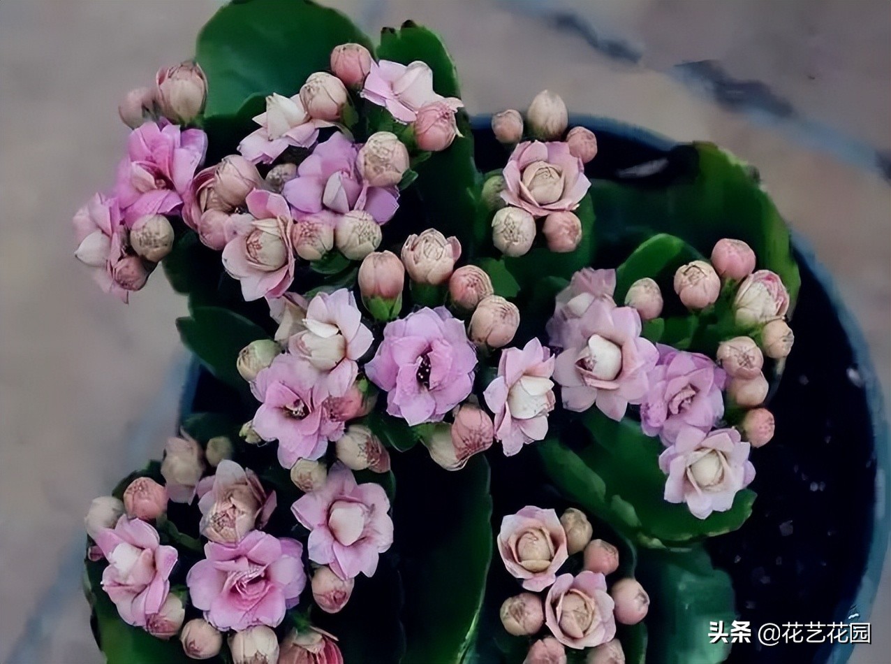 30 blooming longevity flowers, wishing your family a healthy and long ...