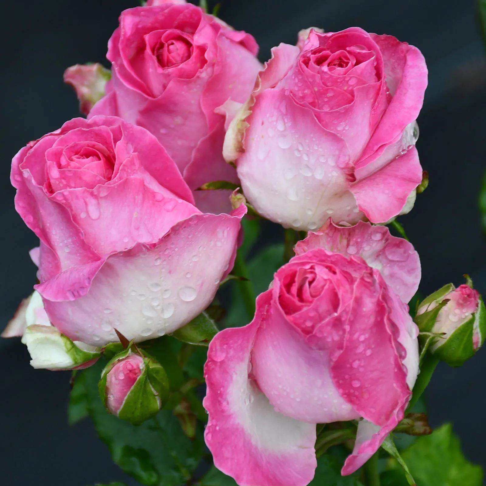 99 Roses Candy Snow Mountain Rose - iNEWS