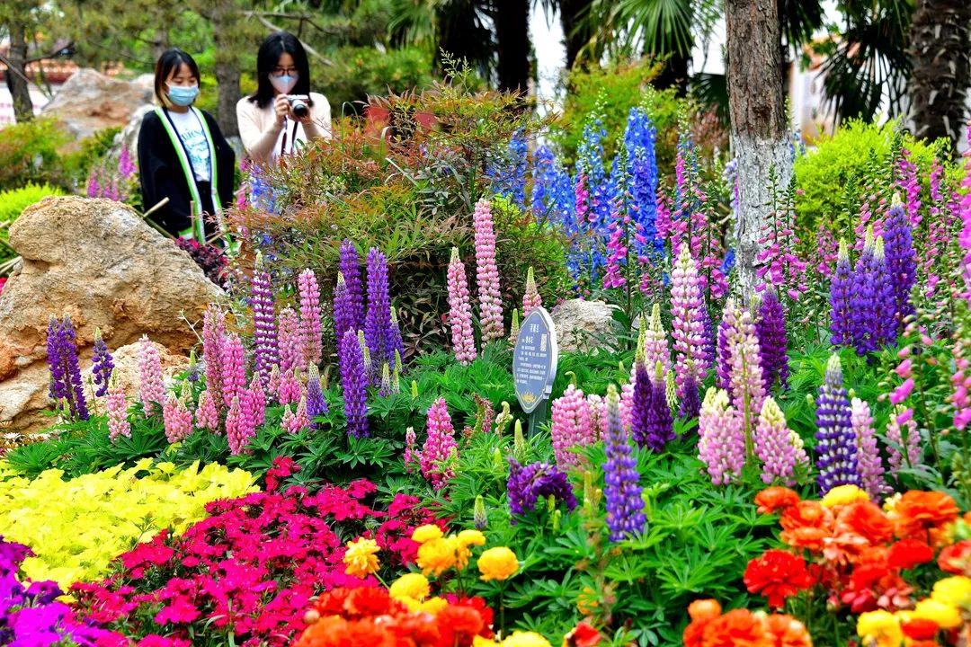 Heard of "Lu Binghua", but have you seen it?This park in Luoyang is ...