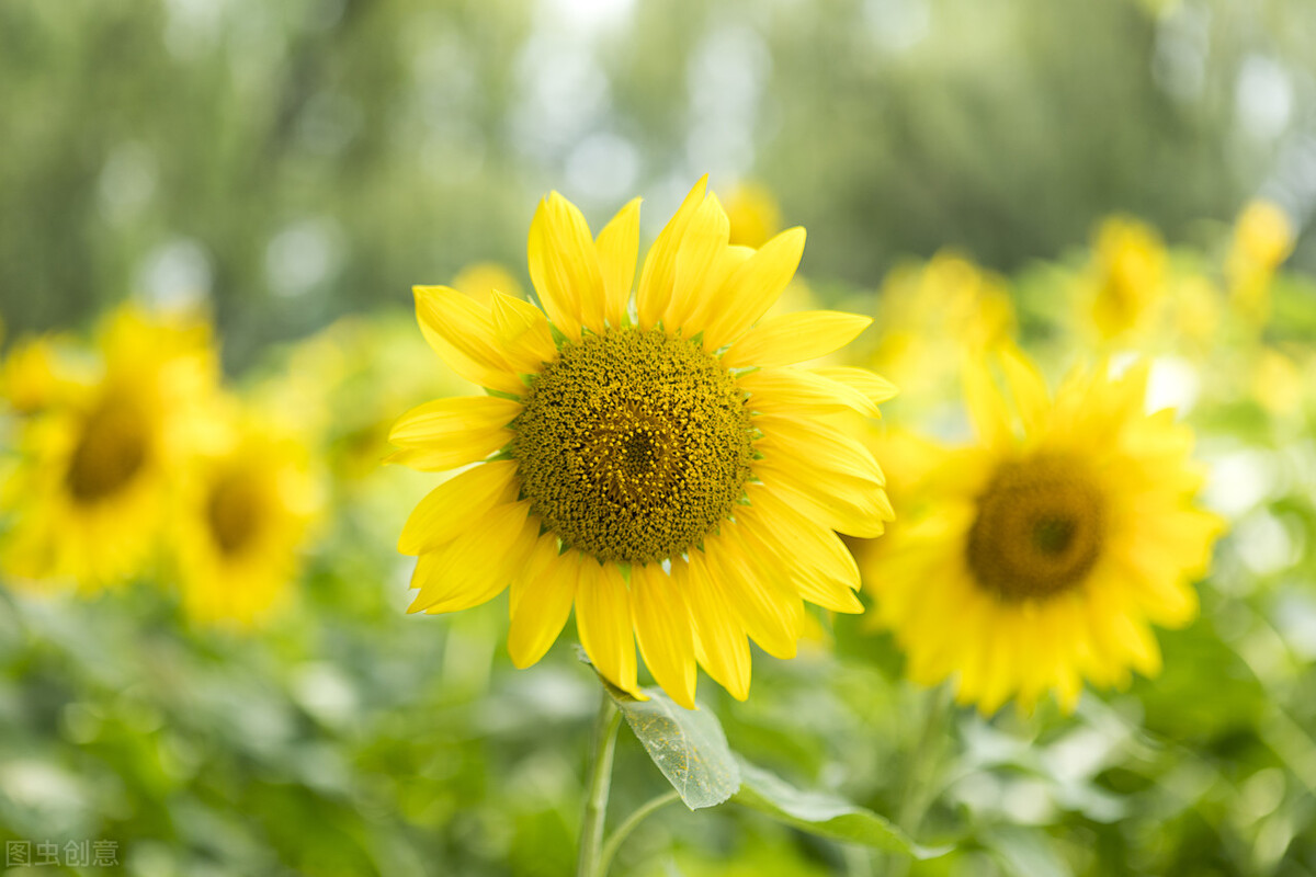 Simple and clean life creed, every sentence exudes youthful vitality ...