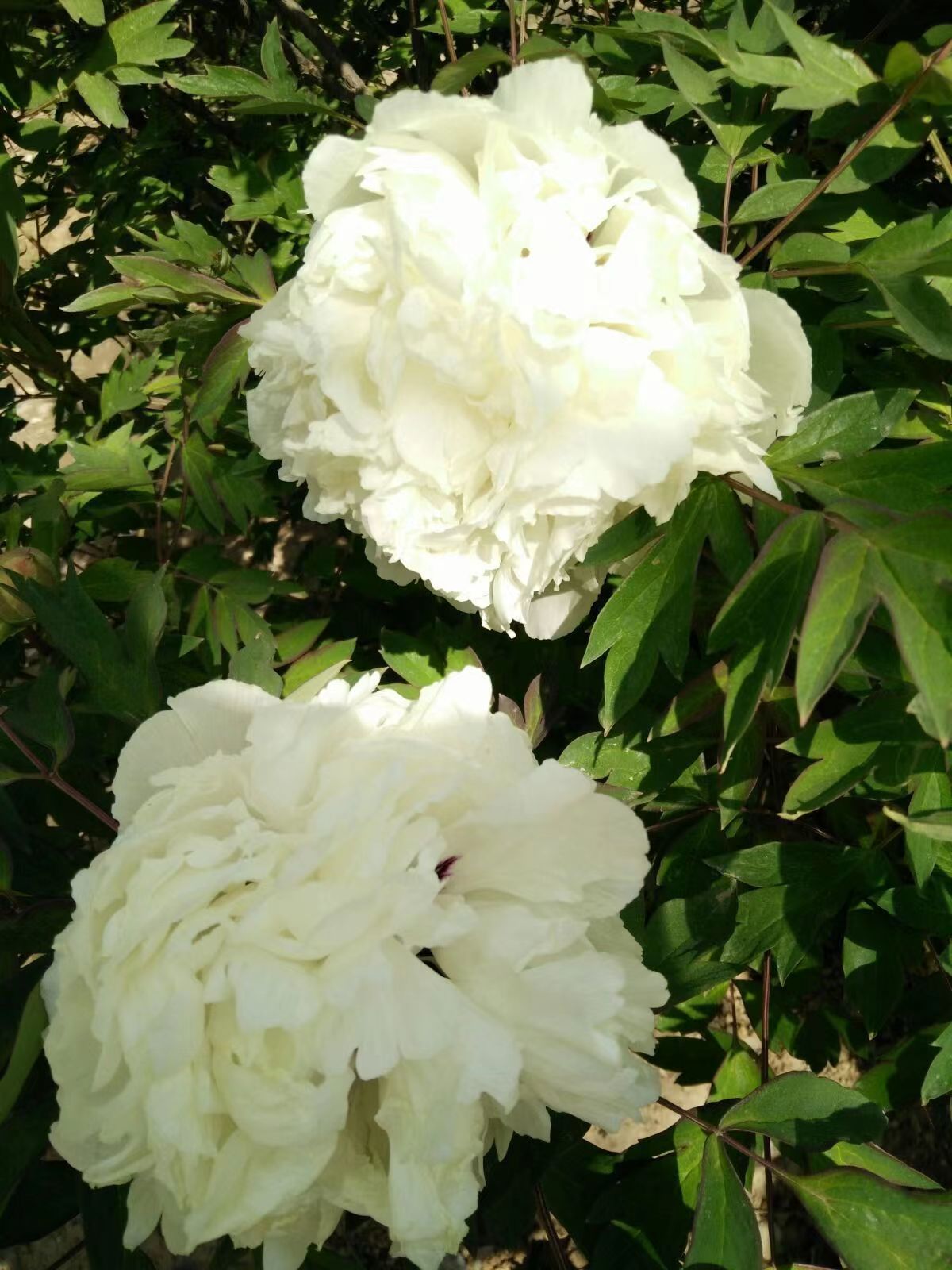 [Linxia Forest and Grass Culture] Appreciation of Linxia Purple Spot Peony (2) - iMedia