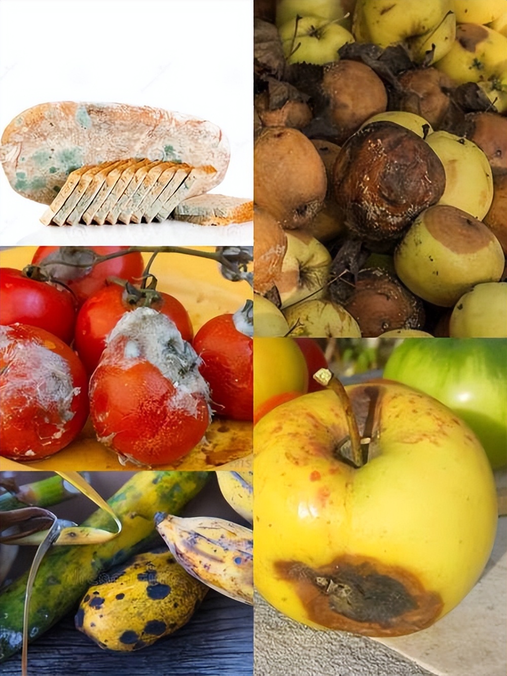 What happens if a person eats moldy food? Cut off the moldy part and ...