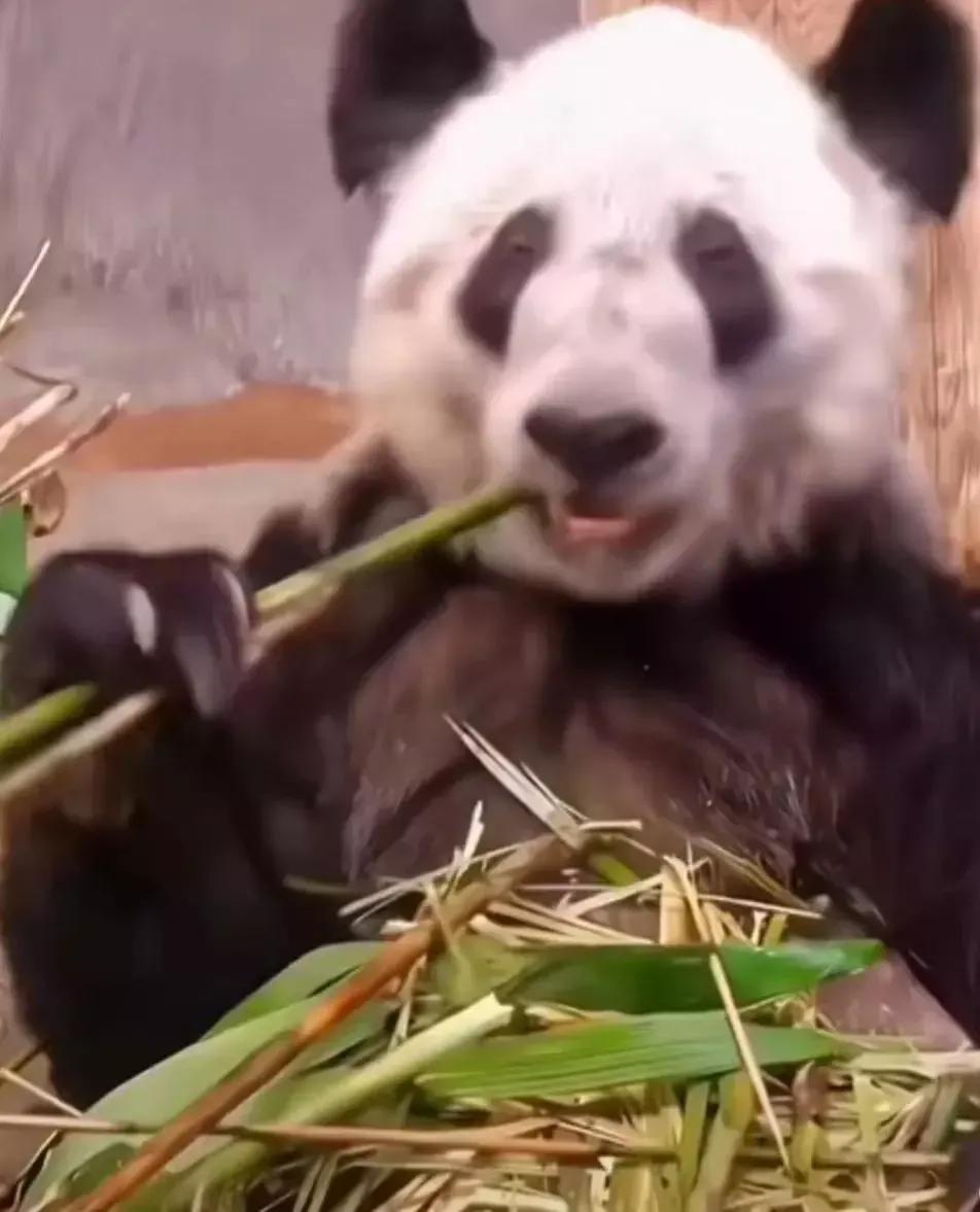 The national treasure "Yaya" made many people cry - iNEWS