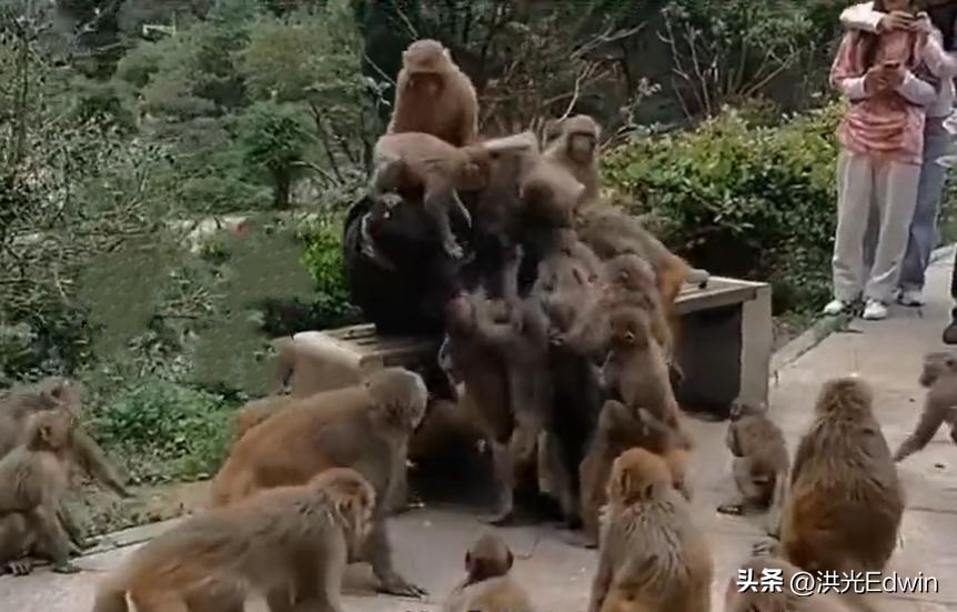 Robbing, stealing, hitting people, monkeys have become so daring ...