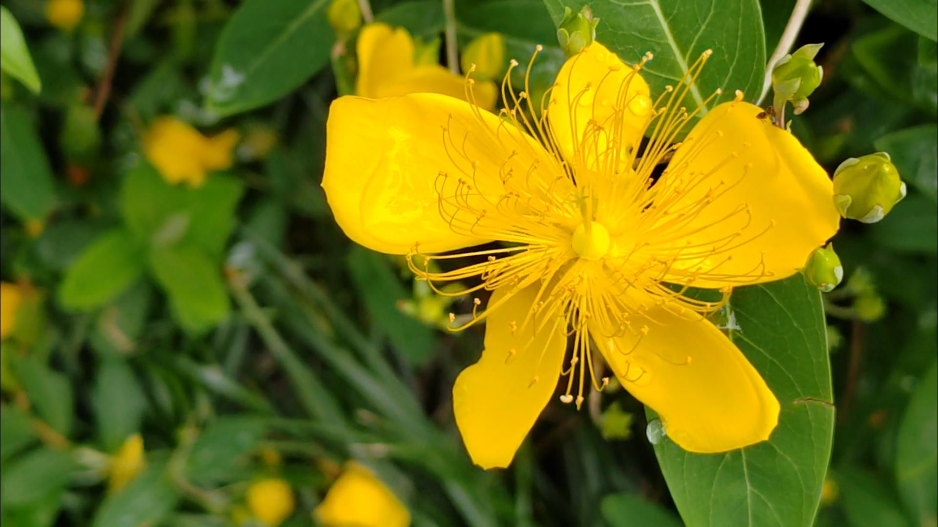 The hypericum blossoms in May are golden and brilliant, making people ...