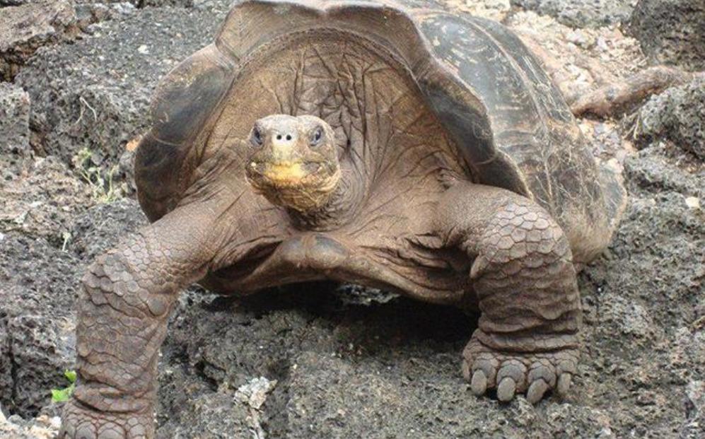 The 100-year-old turtle has worked hard for 43 years to give birth to ...