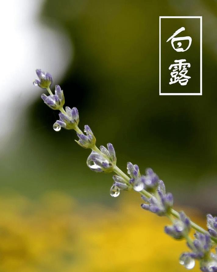 White dew, remember "1 don't expose, 2 don't do, 3 eat, 4 hide", follow ...