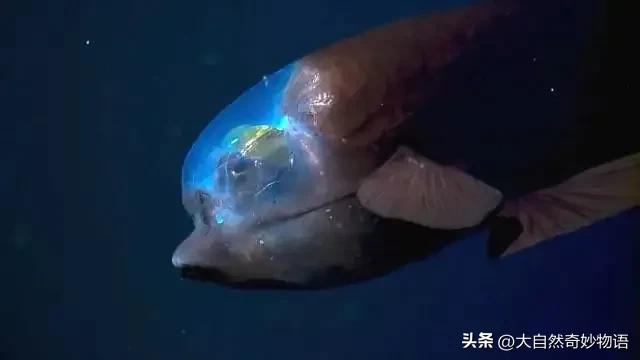 Tube-eye fish: with a transparent head - iNEWS