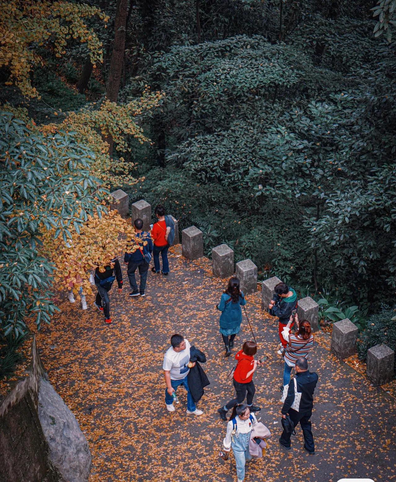 Meet in the golden secret of Chengdu in the ginkgo month of late autumn ...