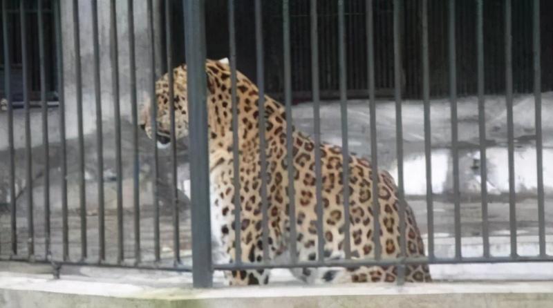 The leopard escaped from the zoo, where might it be hiding? Why do you have to find it? - iMedia