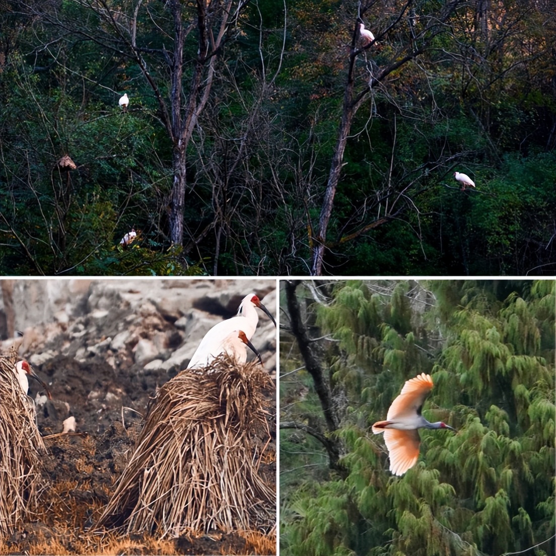 Yuwan Village I Qinling crested ibis habitat, the south closest to the ...
