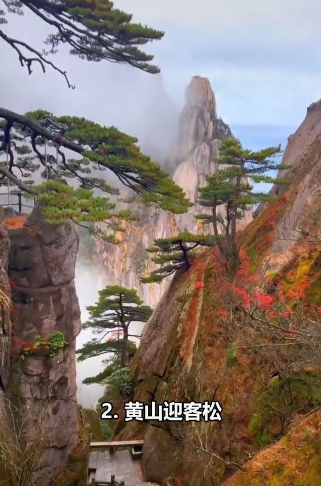 The three most expensive trees in China - iMedia