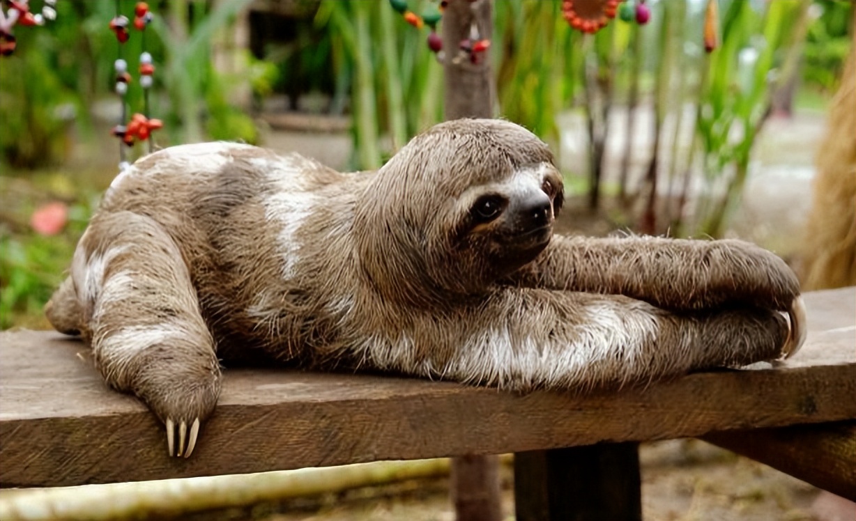Sloths move slowly and have weak defenses. Why haven't they become ...