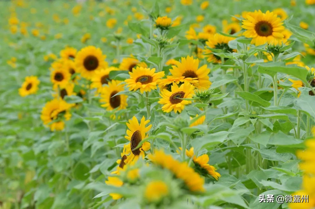 The sunflowers are all blooming, let's go to the bright summer together ...