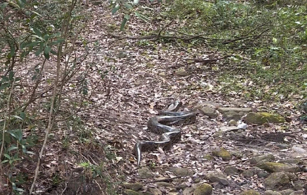 Why can't people see snake bodies in the wild?Is the legend that snakes ...