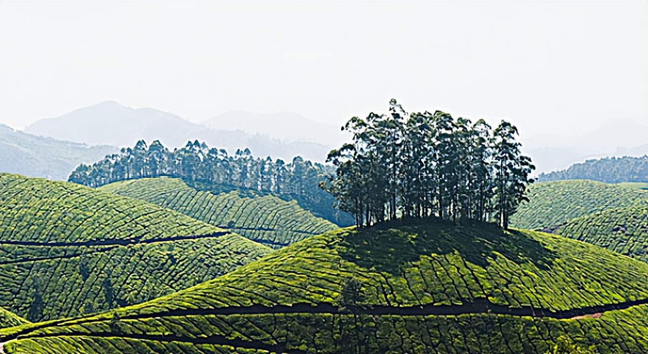 Imperial Impact : The Ecological and Social Consequences of British Tea ...