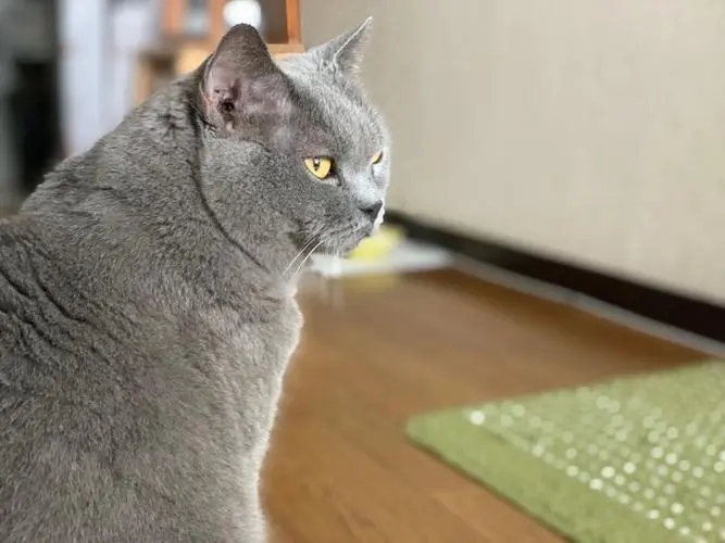 What kind of cat is a charter cat - iNEWS