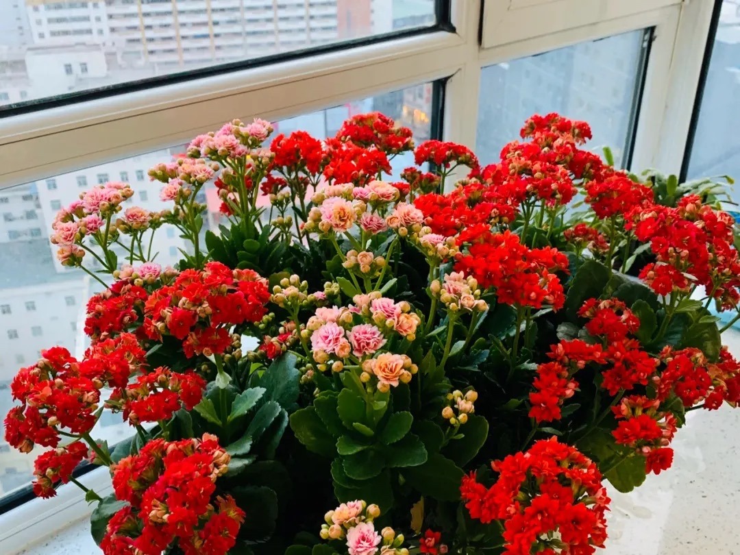 When growing longevity flowers, don't ignore the "3 points", it will ...