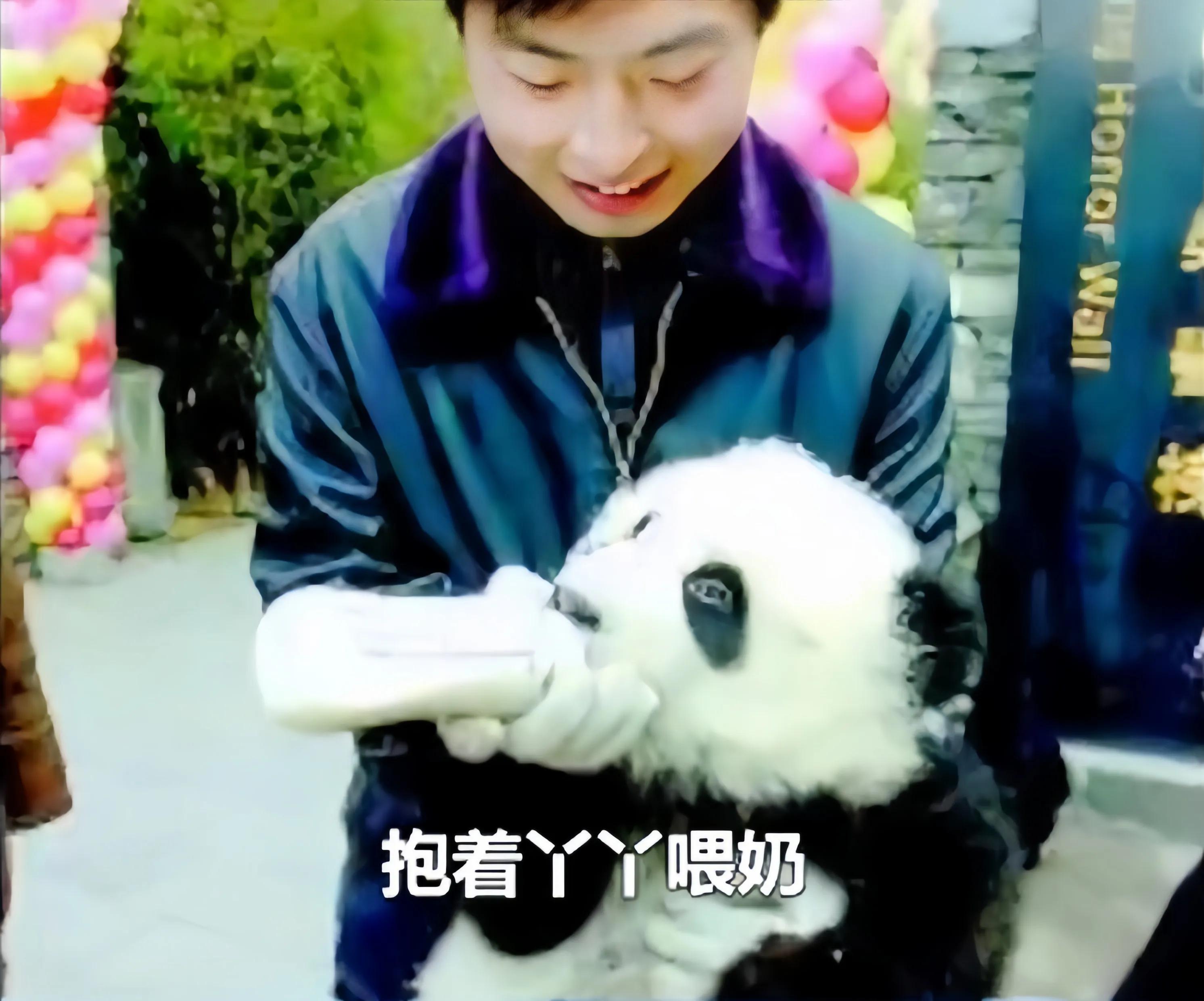 Chinese pandas are not easy to mess with! Li Daya turned into a fat man ...