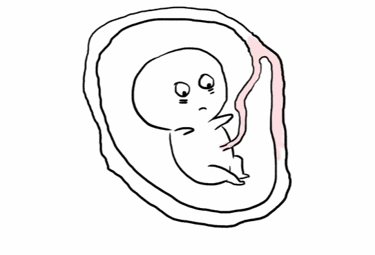 Why is the belly button concave and convex?Is it really related to the ...