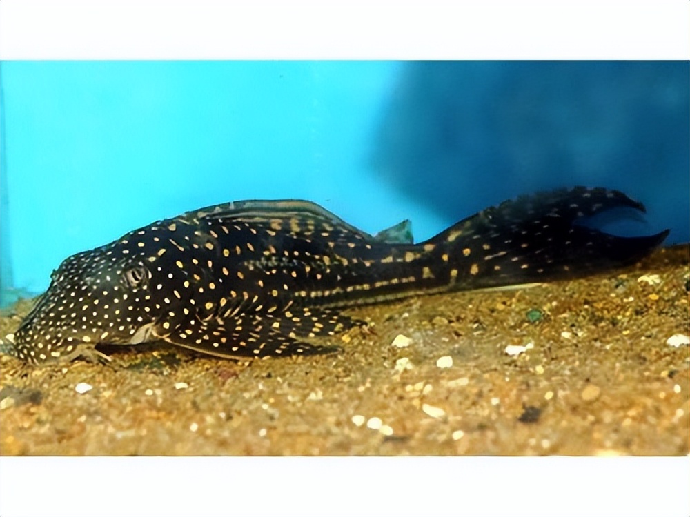 A model of biological invasion, the nemesis of freshwater fish, how ...