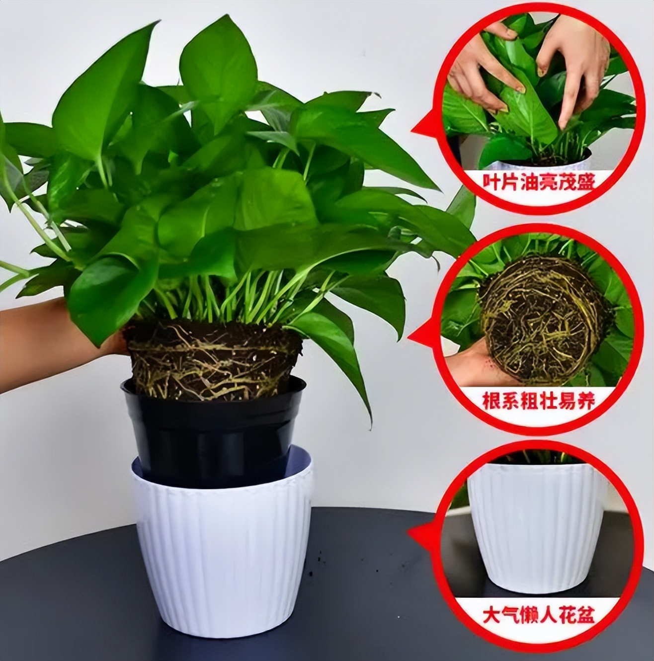 Maintenance methods and precautions of self-priming potted pothos - iNEWS