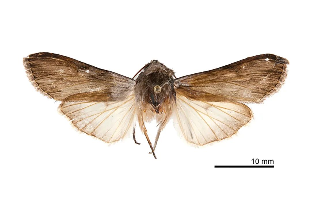 Yellow robe monster-- Cucullia pustulata Eversmann, 1842 - iNEWS