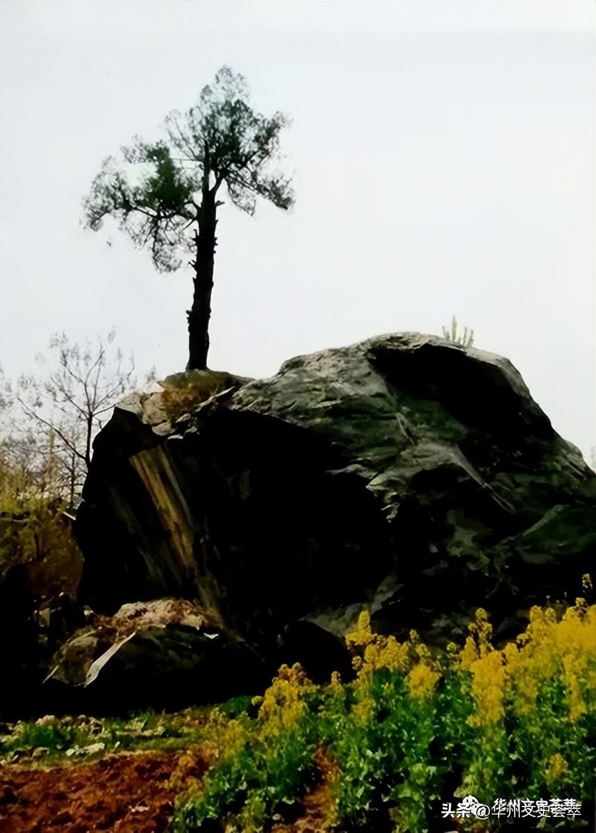 The Witness of the Vicissitudes of the Qin Dynasty——"Hanging Cypress in ...