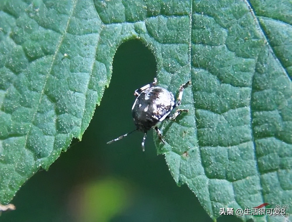 The Mysterious Turtle Bug: The Ecological Adventure of the Grassland ...