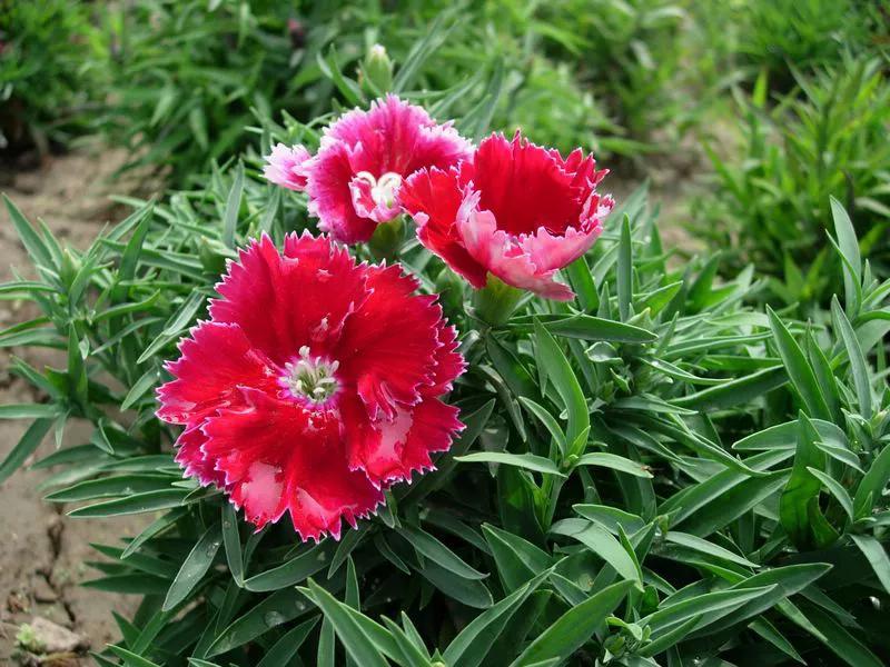Know a flower every day: Dianthus - iNEWS
