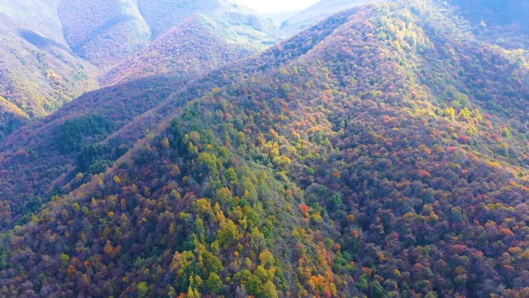 Watching the autumn colors of Zhangshui and visiting Jinxuan Wonderland ...