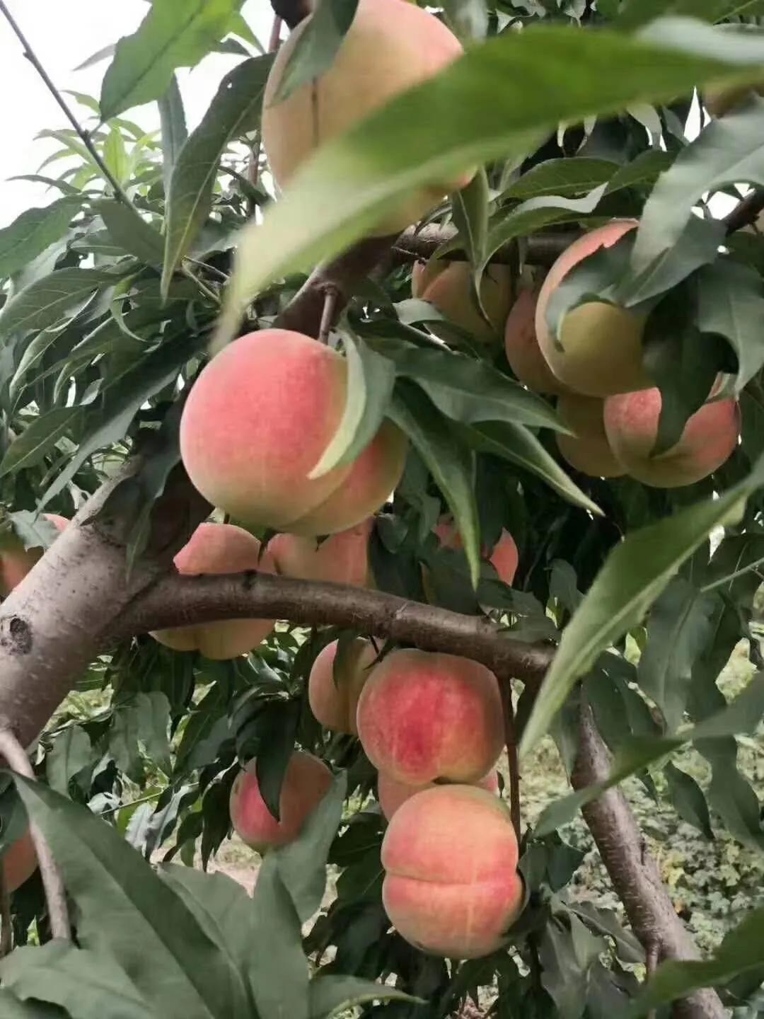 The role of peaches - iNEWS
