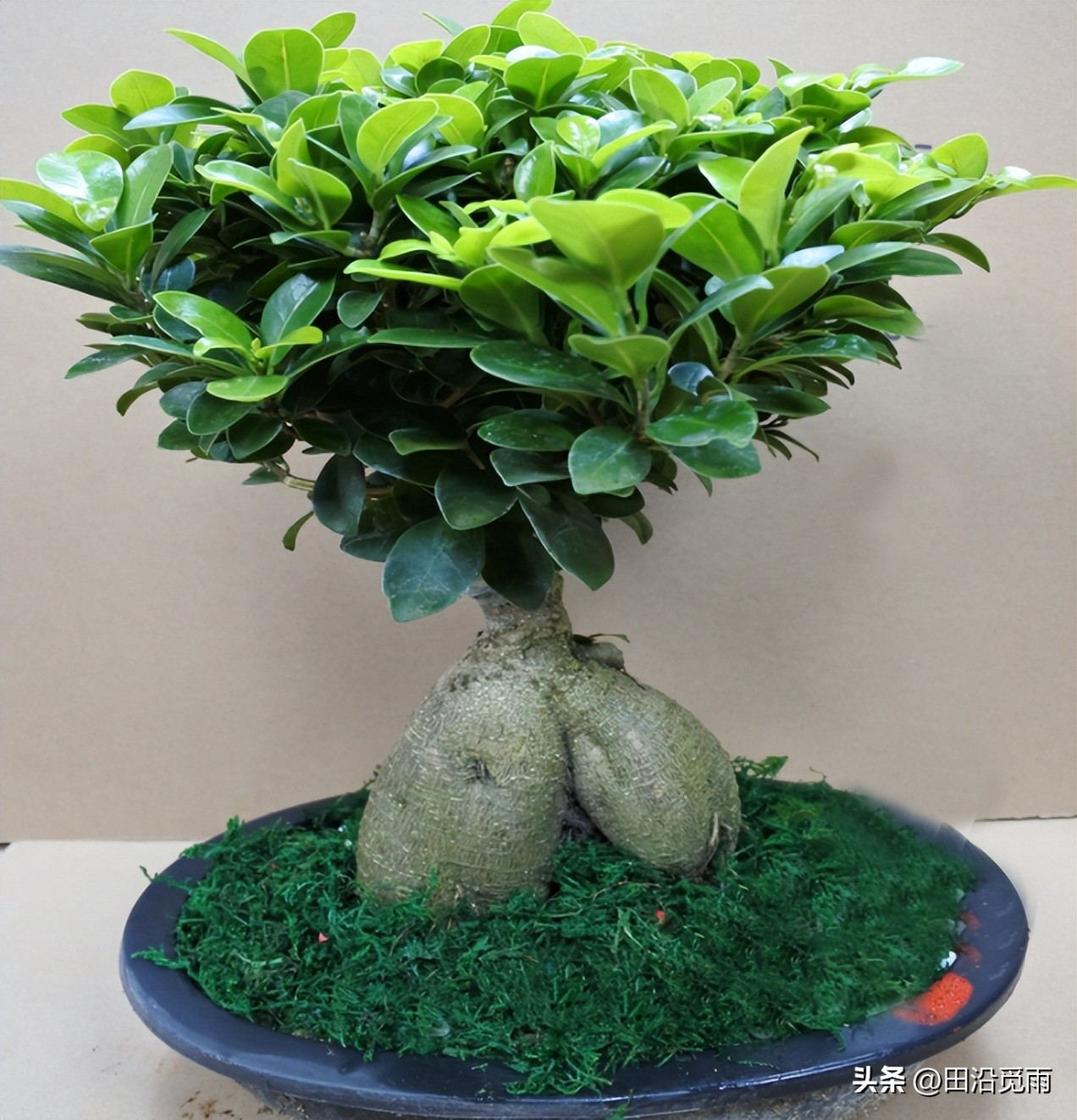 Money tree—a name with a very good meaning, how many do you know? - iNEWS