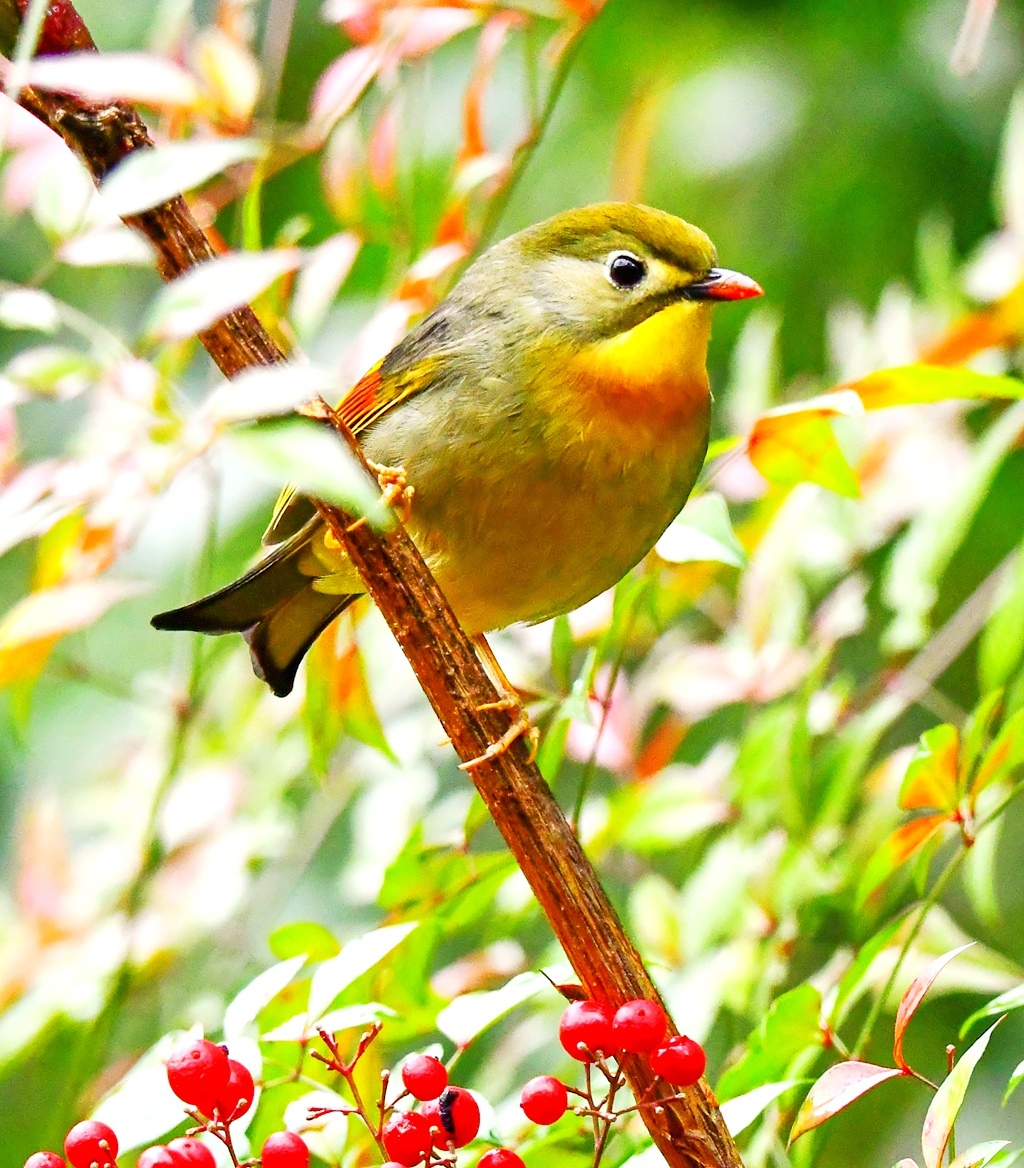 Guilin: Red-billed lovebirds! - iNEWS