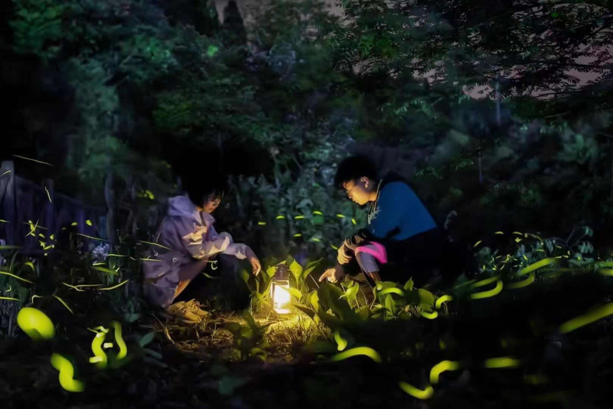 Decades ago, you could always see fireflies all over the mountains and ...