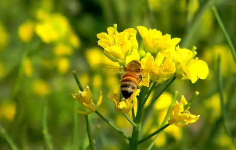 Bees die after stinging. Why did bees evolve this "suicidal" defense ...