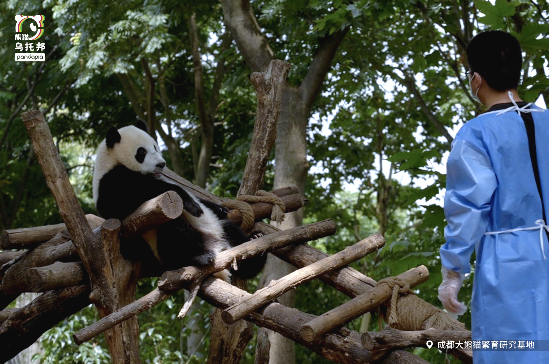 Panda: Fake?Again, is this fake? - iNEWS