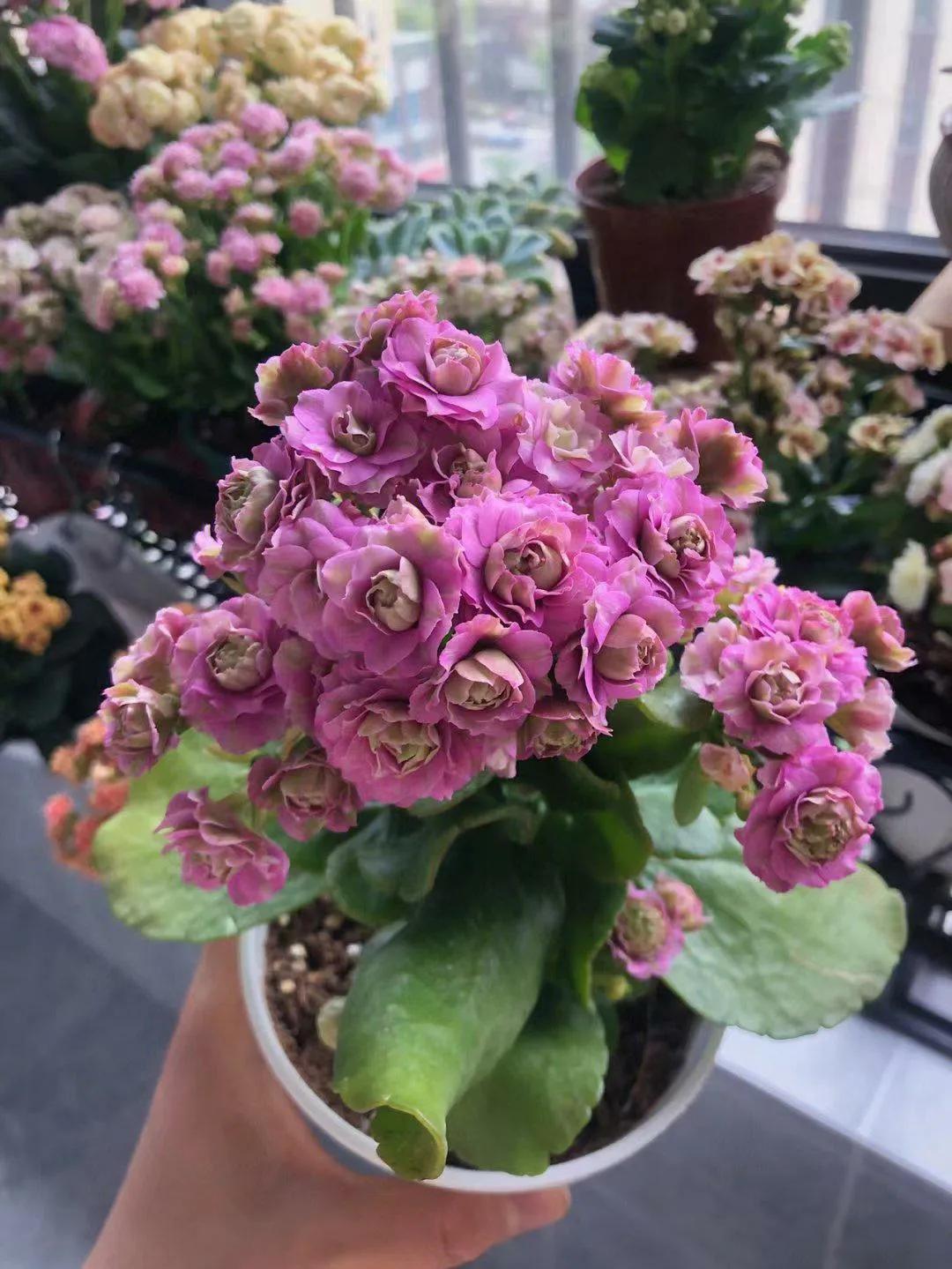 The longevity flower has a strange taste, let it drink some "sour water ...