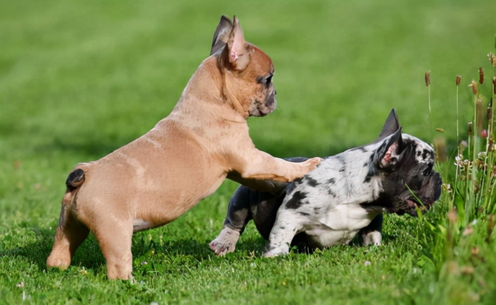 The male dog and the female dog are still firmly "locked" after mating ...