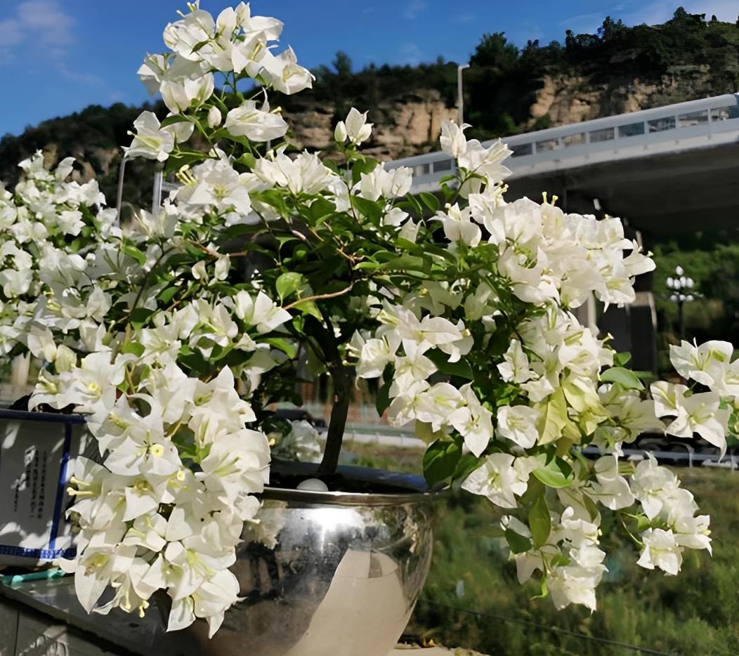 At the end of the year, "5 kinds of flowers" will be raised. The ...