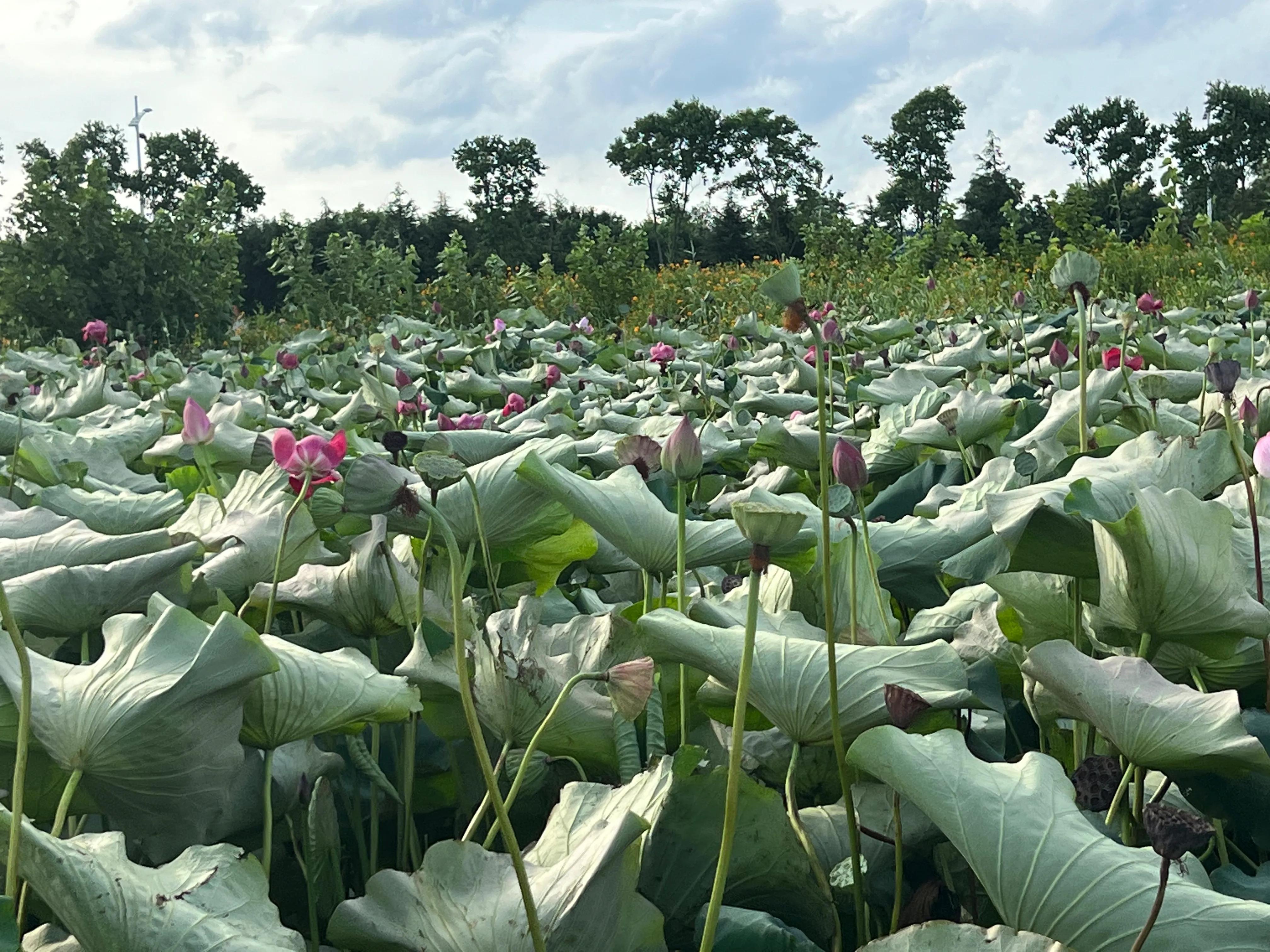 Seeking Poetry in "Lotus Man" - iNEWS