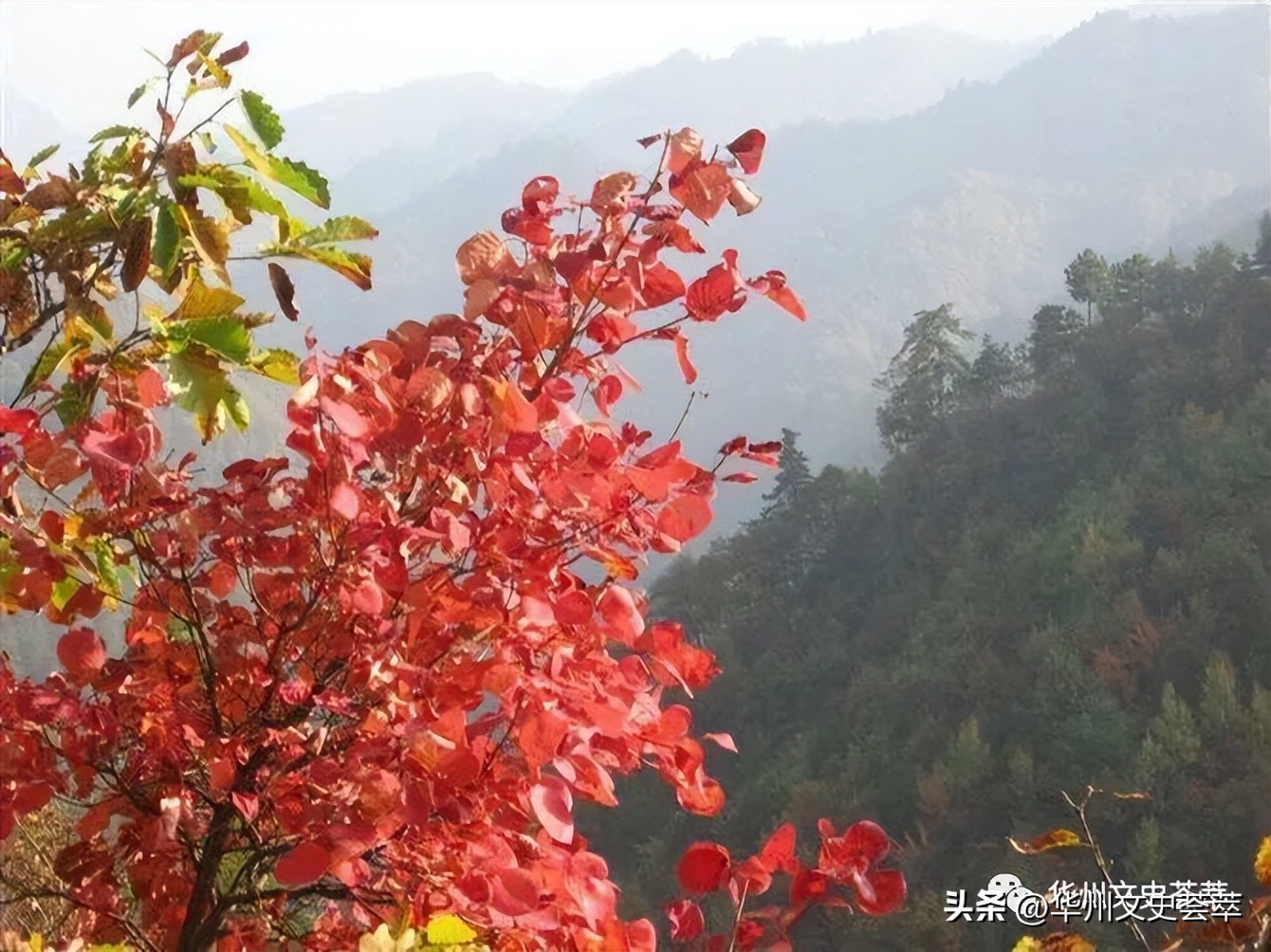 Autumn in Jindui, Huazhou - the harvest is rich and colorful - iNEWS