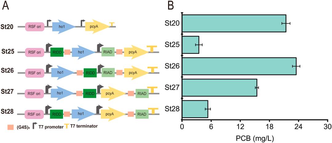 Jiangnan University team transformed Escherichia coli to biosynthesize ...
