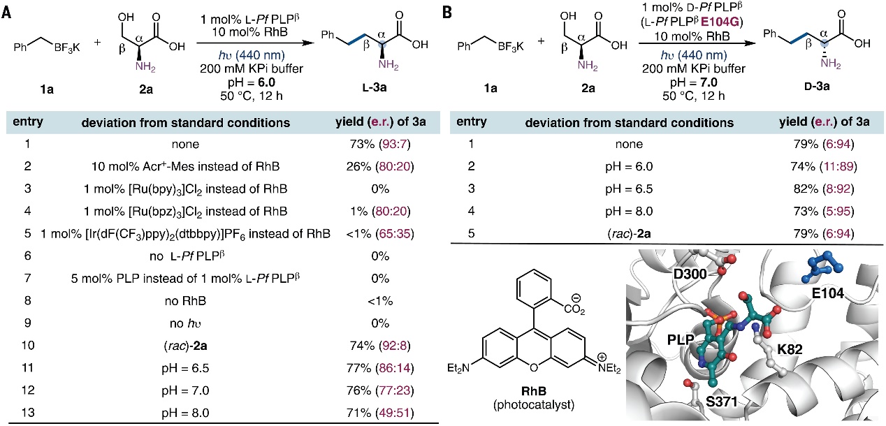 Science: Photoenzyme Synergistic Catalysis, Selective Synthesis of ...