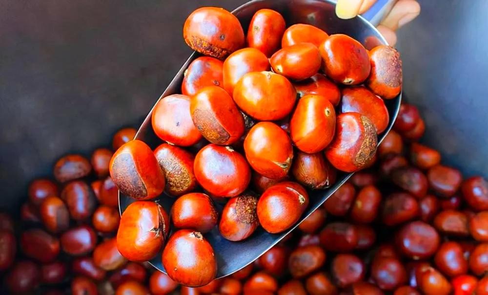 Late autumn in October is a good time to eat chestnuts - iNEWS