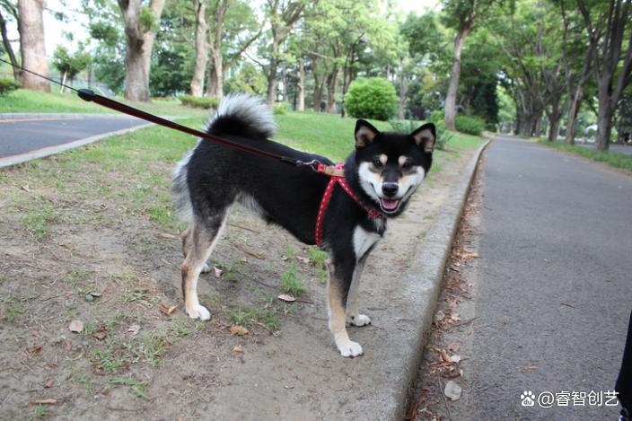 The realistic design makes it difficult to distinguish between the real ...