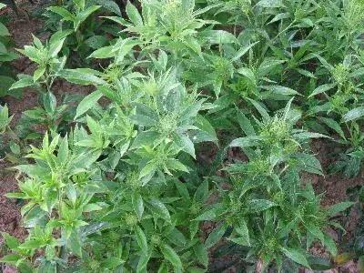 Atractylodes, a very useful medicinal herb - iNEWS
