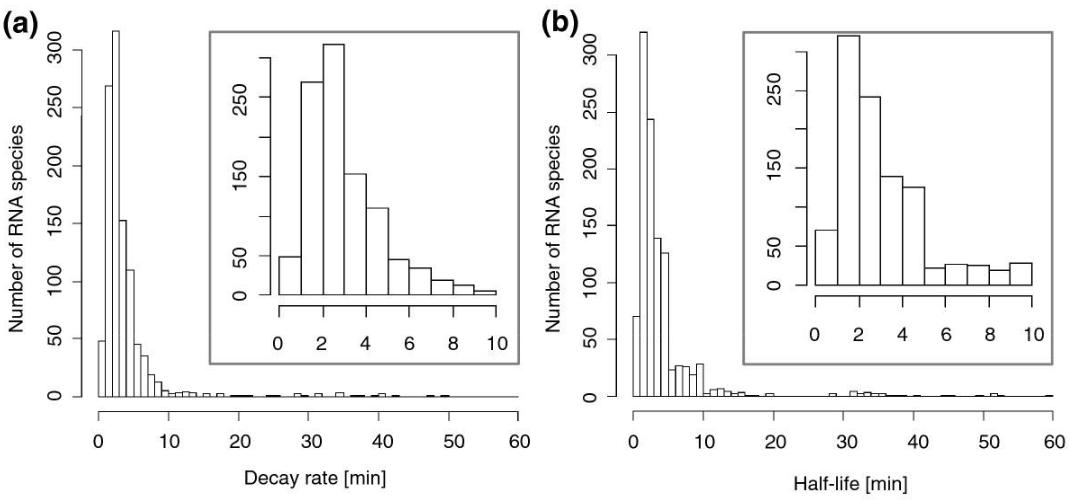 Decoding the molecular mechanism behind short RNA half-lives in the ...