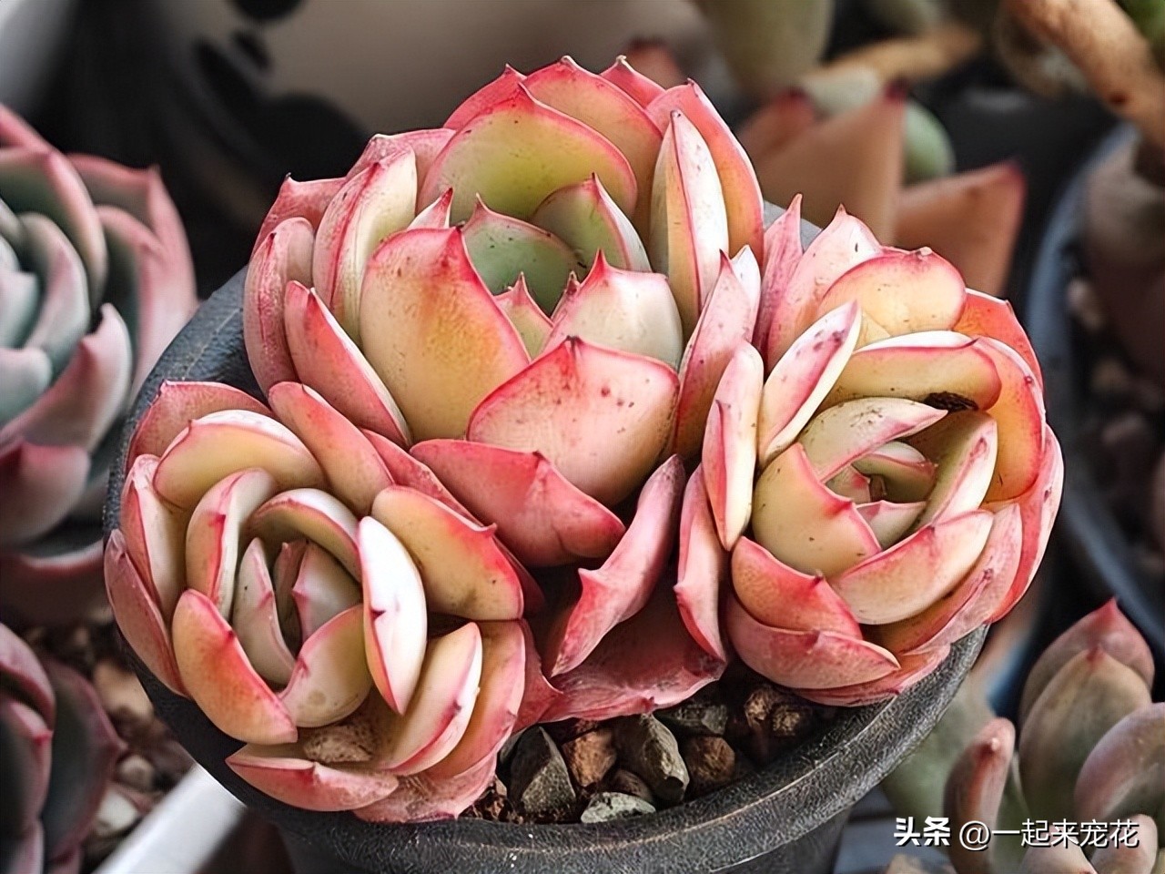 Share a fairy-like succulent plant, known as Paramela, which is easy to ...