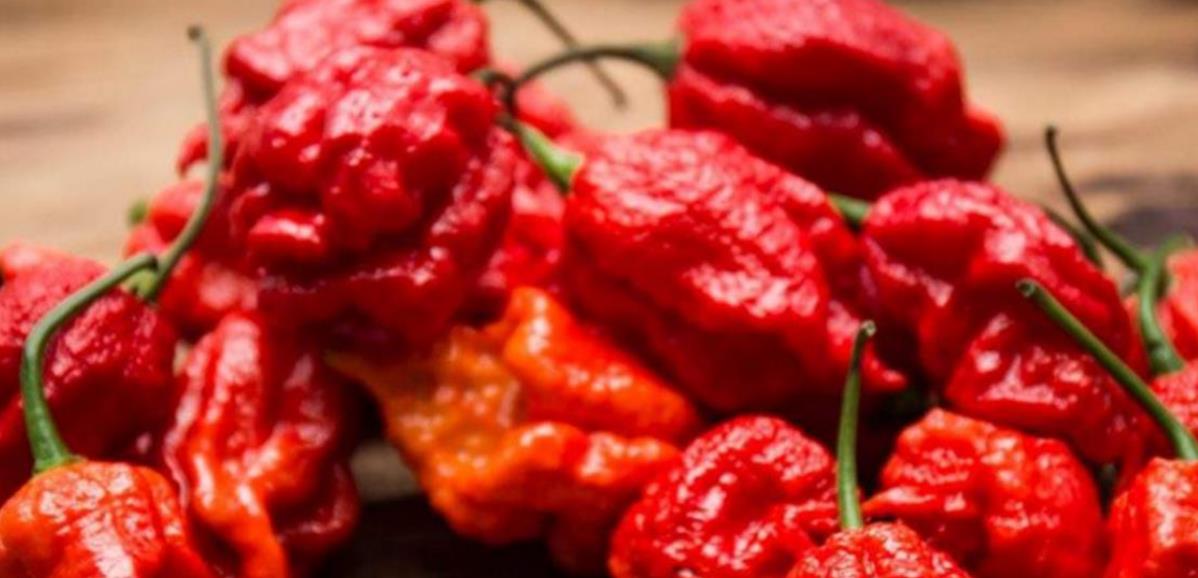 Chili peppers that can kill an elephant? It is inedible to humans and ...